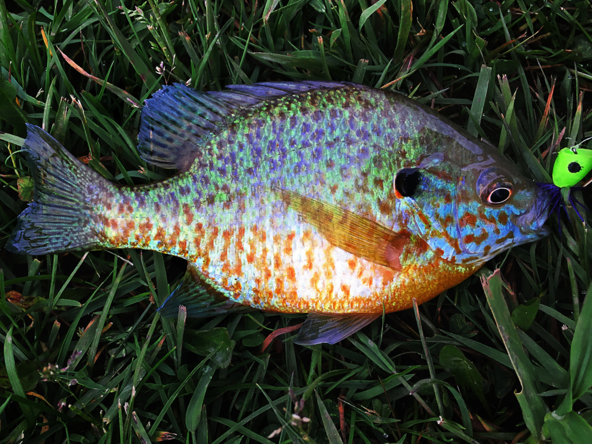 Ice Out Pan Fish | Live 2 Fish