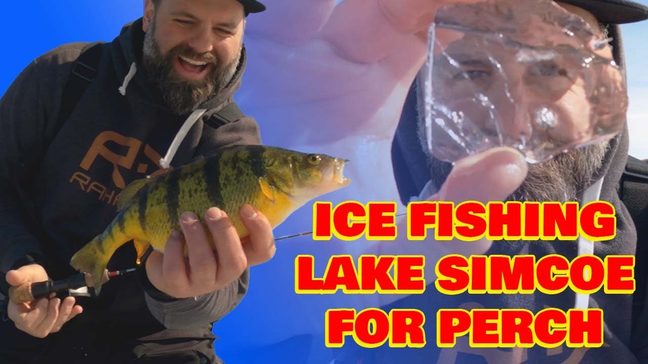 Jumbo Perch - Ice Fishing on Lake Simcoe | Live 2 Fish