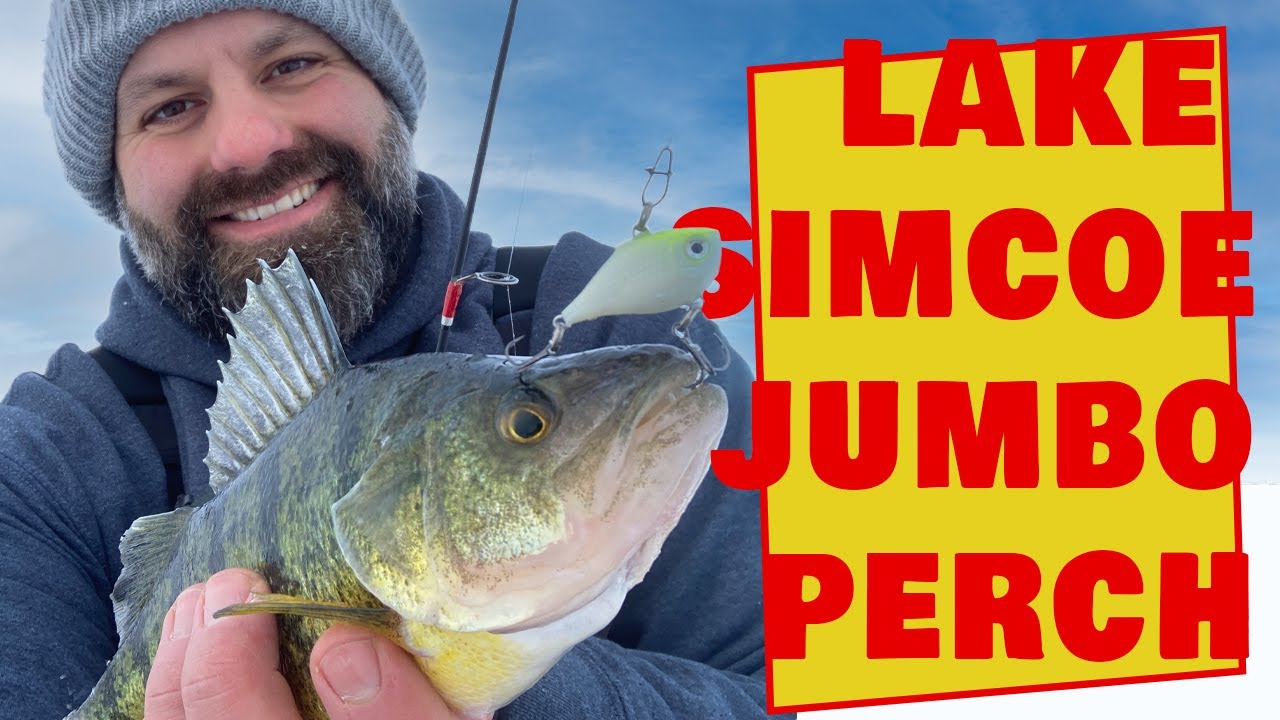Ice Fishing for Jumbo Perch on Lake Simcoe | Live 2 Fish